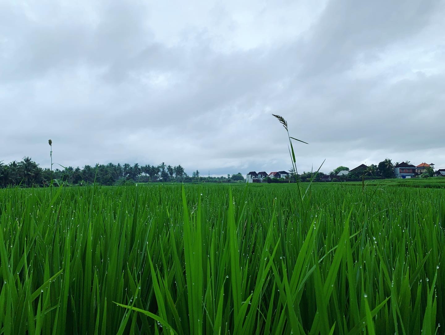 Trải nghiệm Kundalini Yoga tại Ubud Bali • purna